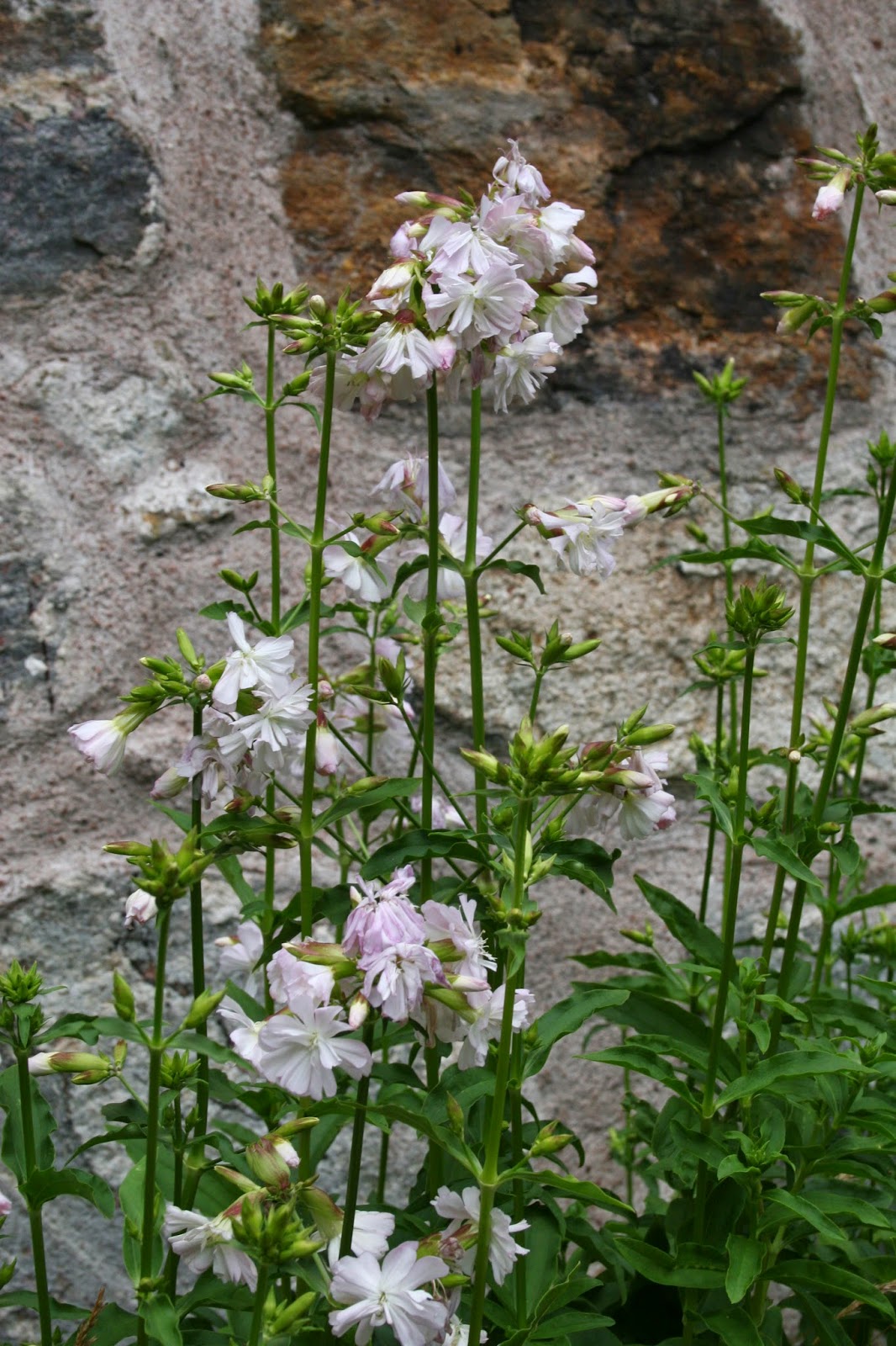 Siniunikon: Rohtosuopayrtti Saponaria officinalis