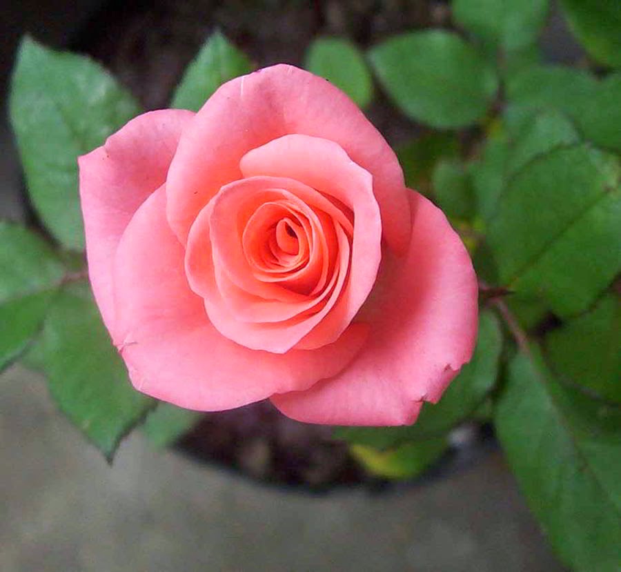 Fakta Unik Bunga Mawar - Bunga Id