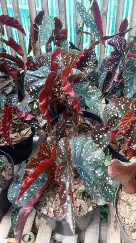 Pedagang Tanaman Hias Begunia Mocca Pontianak - Bibit Sumedang