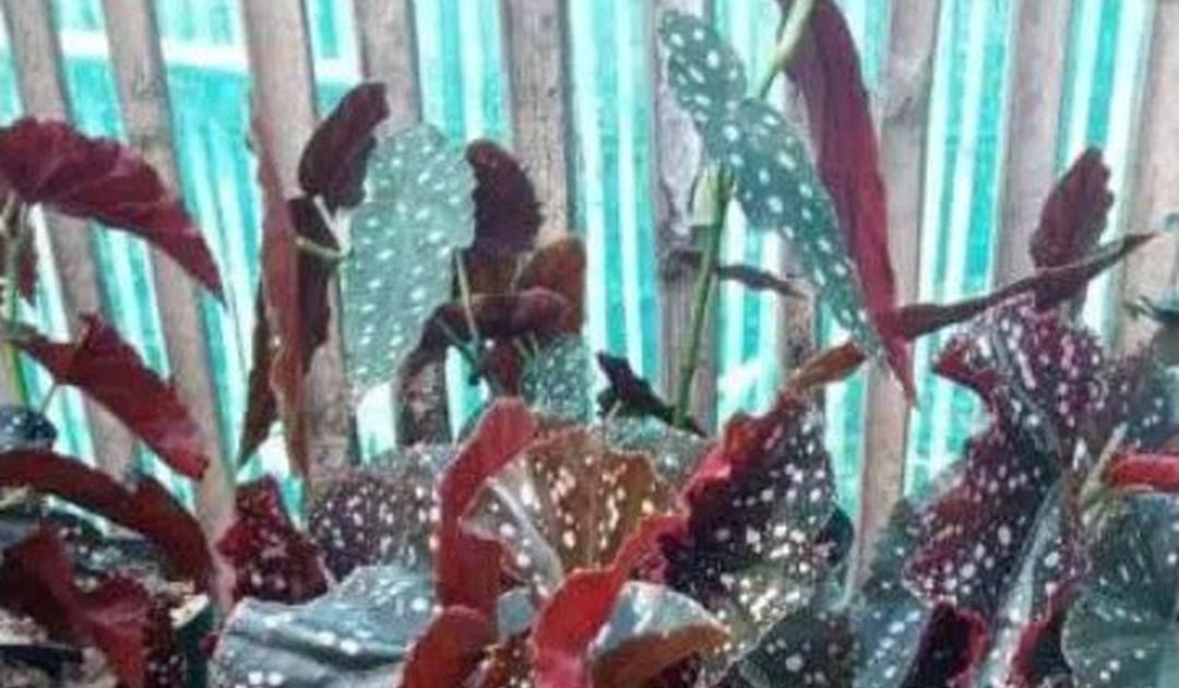 Pedagang Tanaman Hias Begunia Mocca Pontianak - Bibit Sumedang