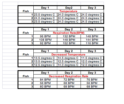 How Temperature affects Respiration Rate in a Fintail Goldfish: August 2012