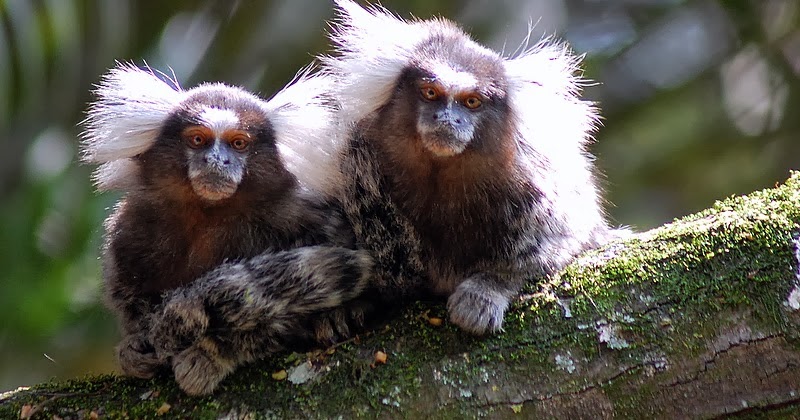 The Evolving Placenta: Transgenic monkeys