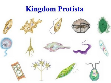 Pengertian, Ciri-Ciri, dan Klasifikasi dari Kingdom Protista - Nahason Learning