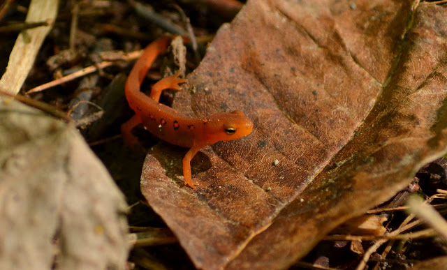 Woods Walks and Wildlife: The Tiniest Eft
