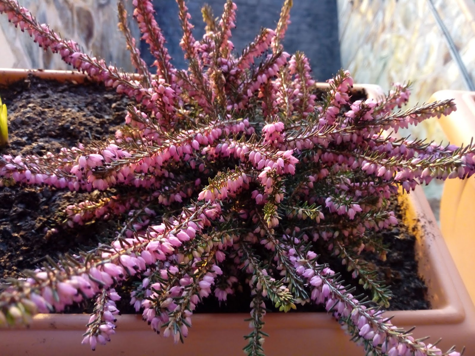 Biosfera vegetal.: Brezo rosado (Erica x darleyensis).