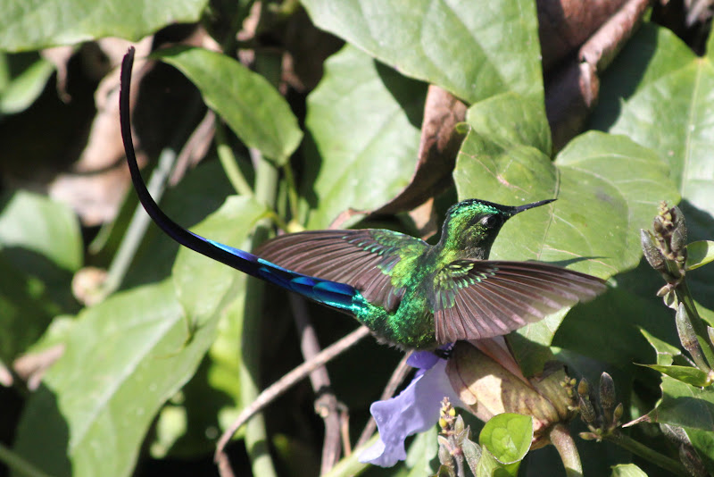 Nuestro bello mundo...: Long-tailed Sylph, Colibri Coludo Azul, Fotos ...