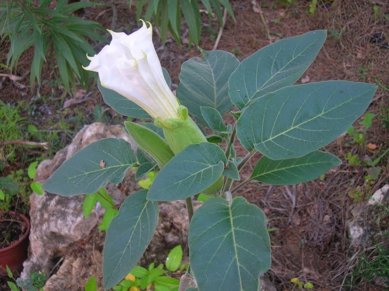 Recregarden: DATURA INOXIA