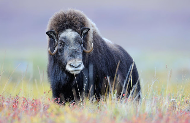 Muskox | The Life of Animals