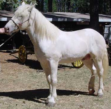 Ultimate Horse: Horse Breeds: American Cream Draft Horse
