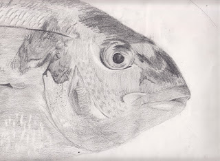 Nia-Domonique: fish drawings created inside and outside of college :)