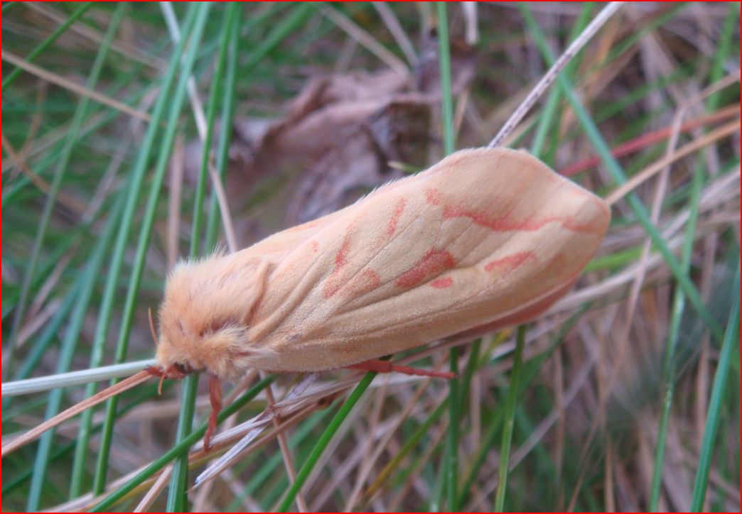 Islay Natural History Trust: Ghost Moth (Hepialus humuli) - Mary McGregor