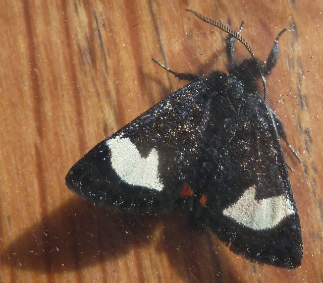 Springfield Plateau: Grapevine Moth