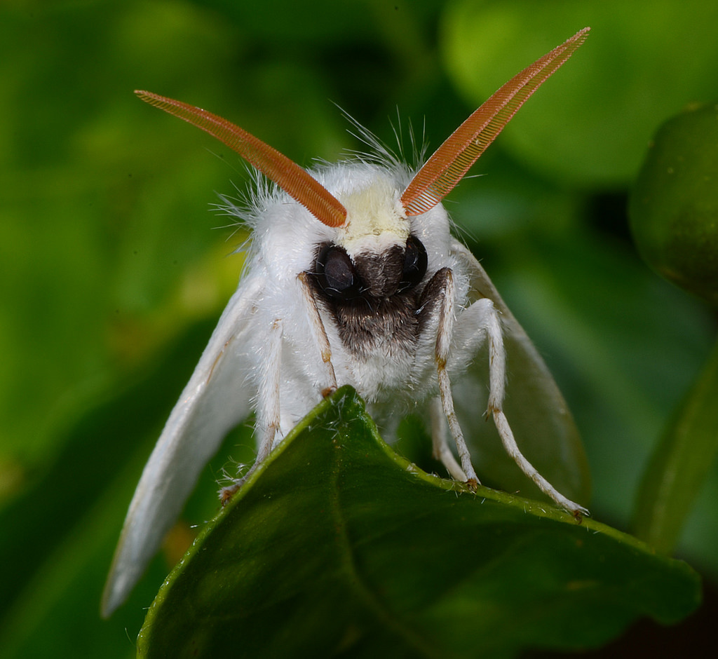 boredpandaphography: Top 10 Beautiful Photography Venezuelan Poodle Moth Animals