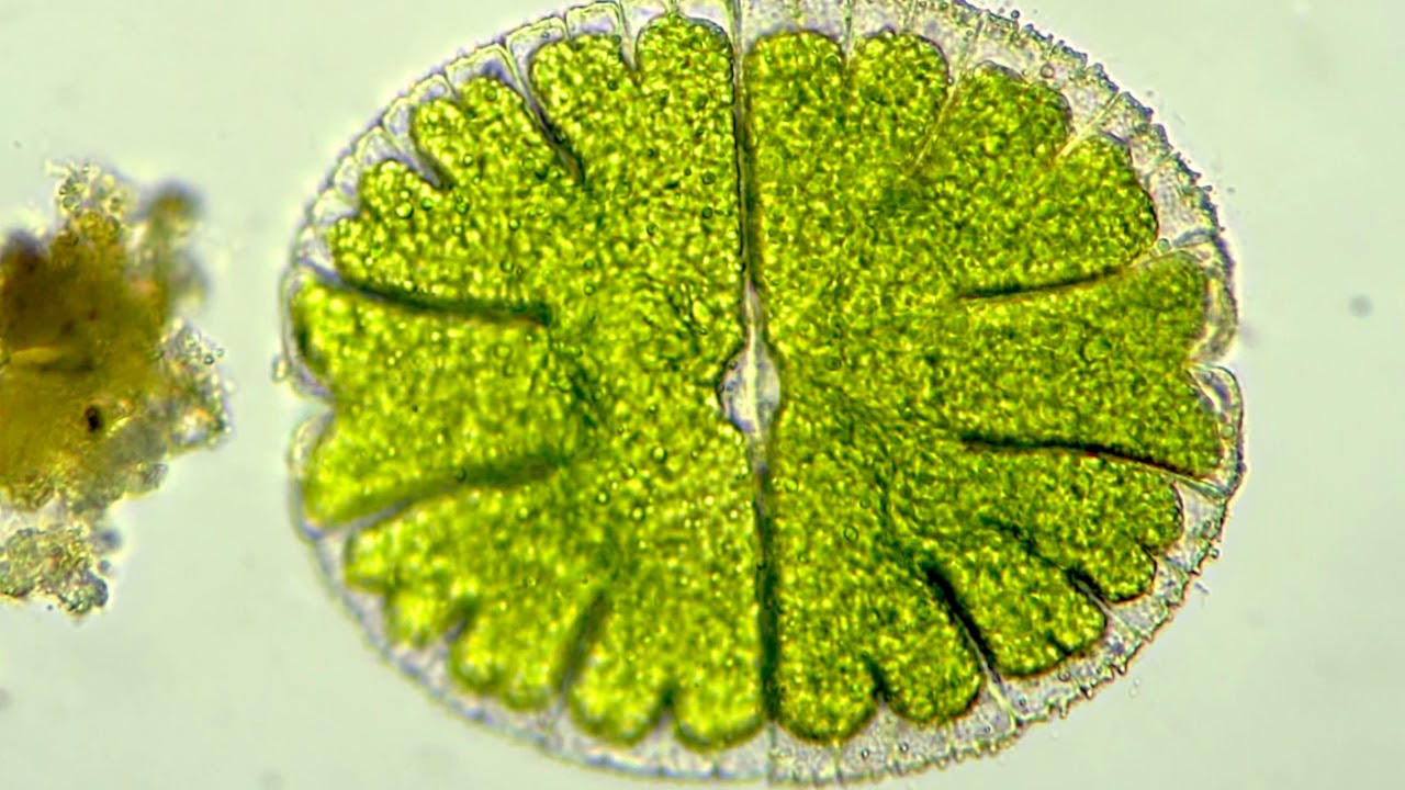 BIOLOGIA PARA A VIDA : REINO PROTOCTISTA