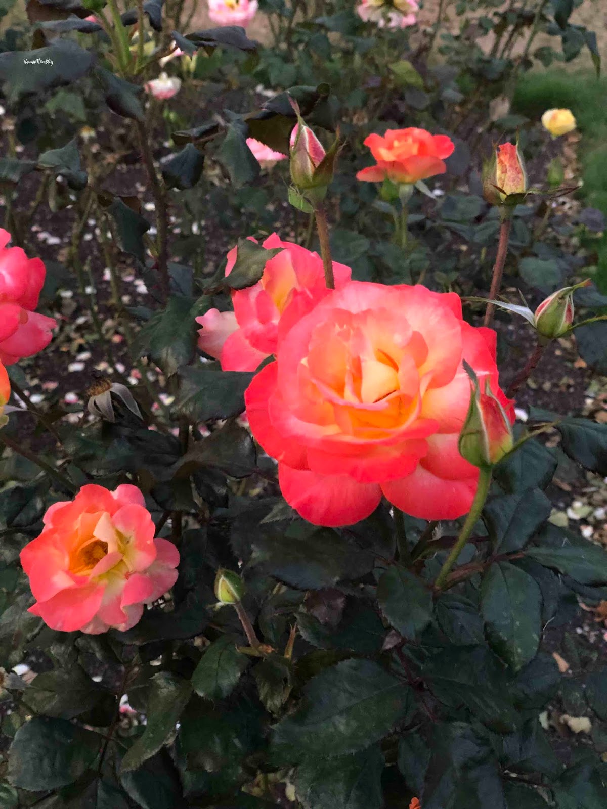 Hawaii Mom Blog: Visit New Zealand: Murray Linton Rose Garden