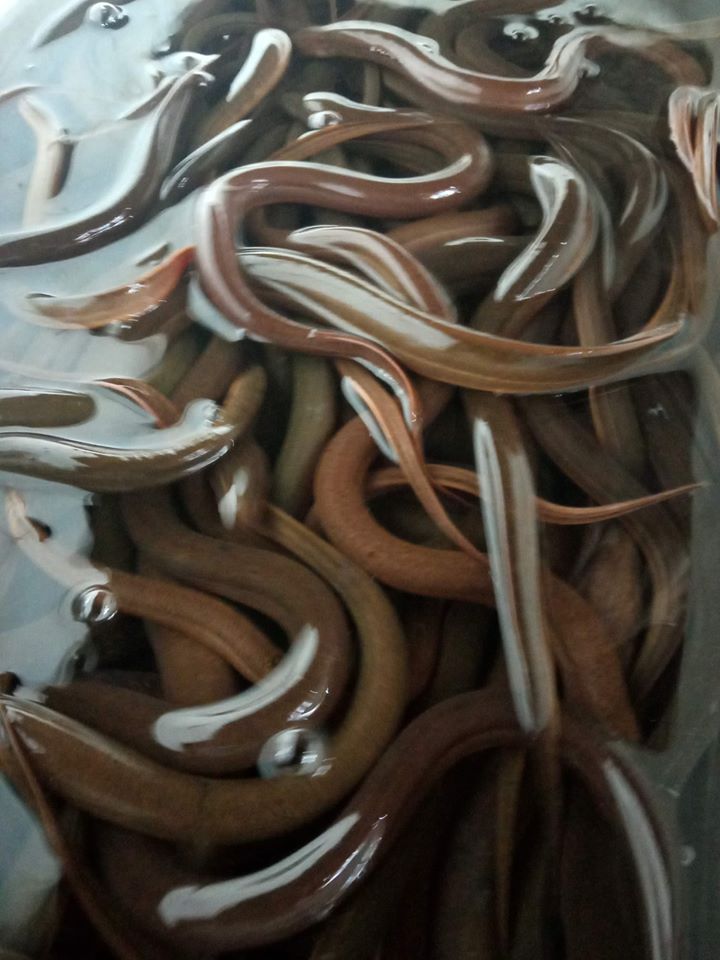 Media Budidaya Belut - KiatKu.com