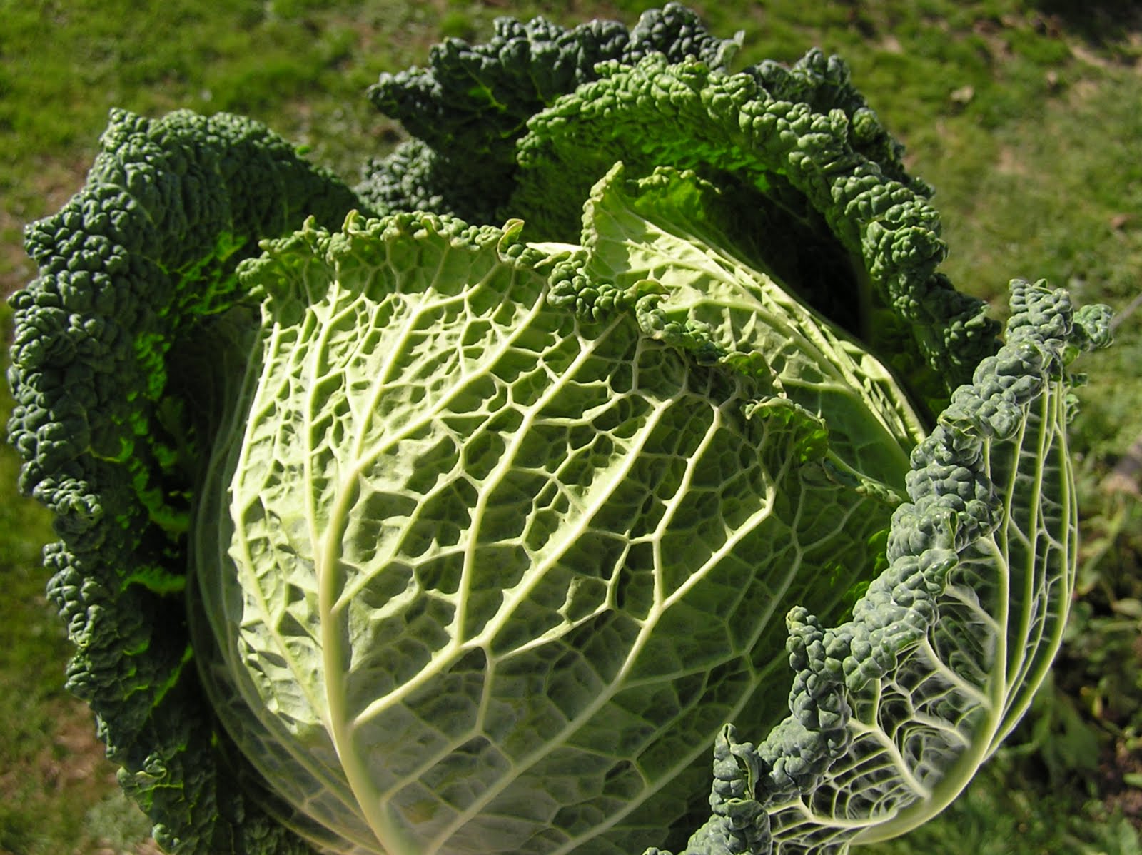 Stara vrtlarica: Kelj