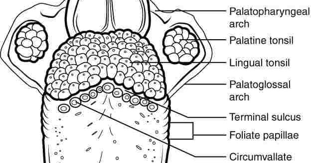 DentDesk: Tongue Anatomy