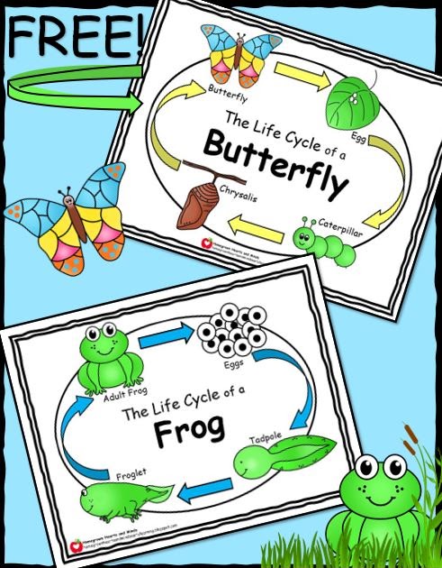 FREE Life cycle Diagrams (Frog and Butterfly)