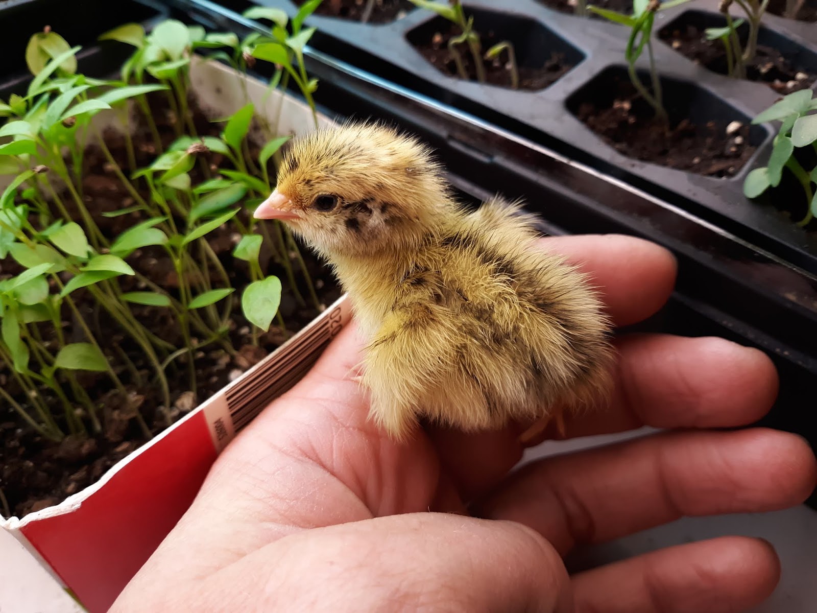 Cottontail Farm: Baby quail