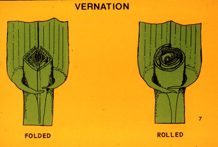 iaTURF: BERMUDAGRASS IS SPREADING NORTH