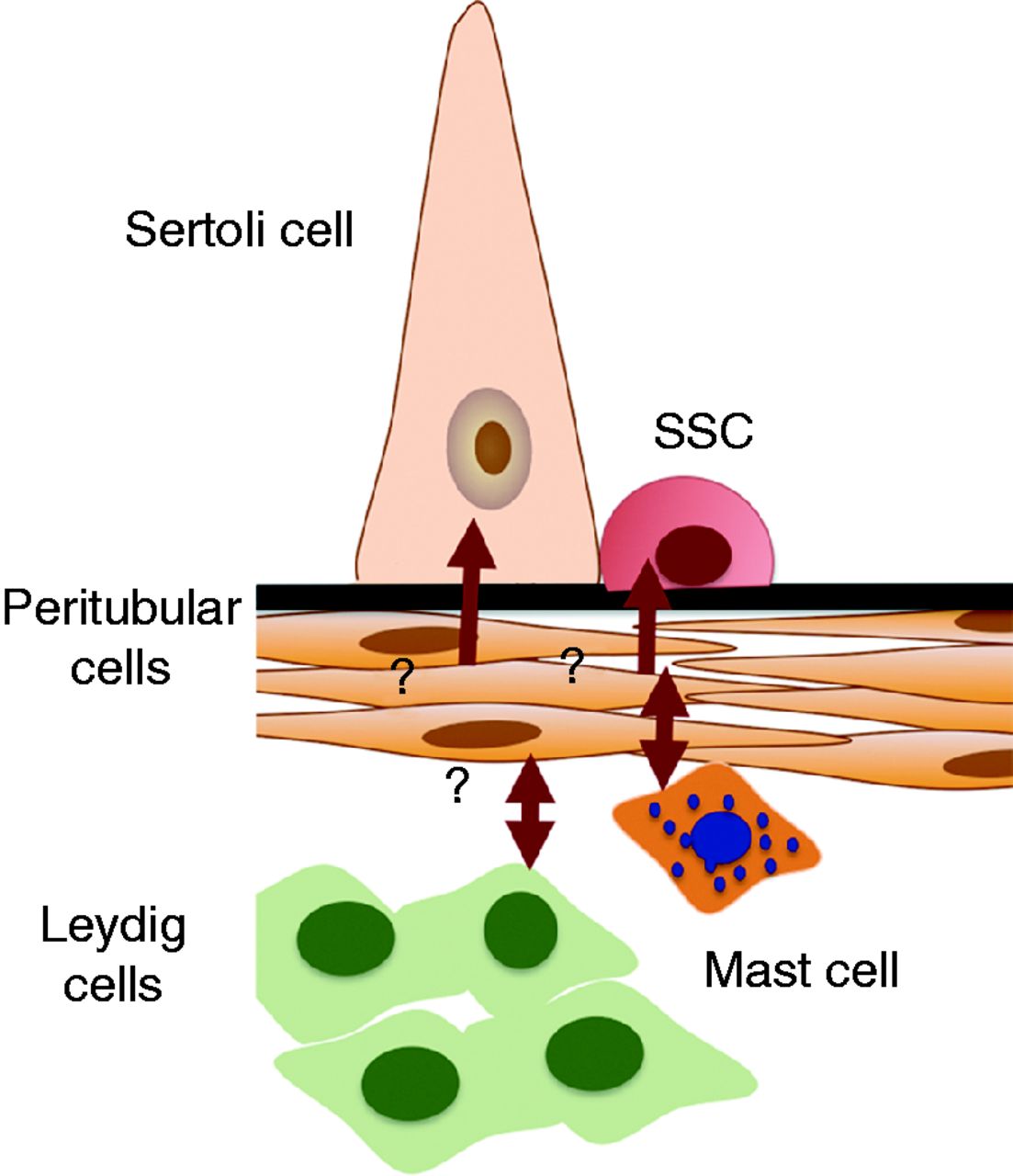 MAKALAH SPERMATOGENESIS DAN OOGENESIS