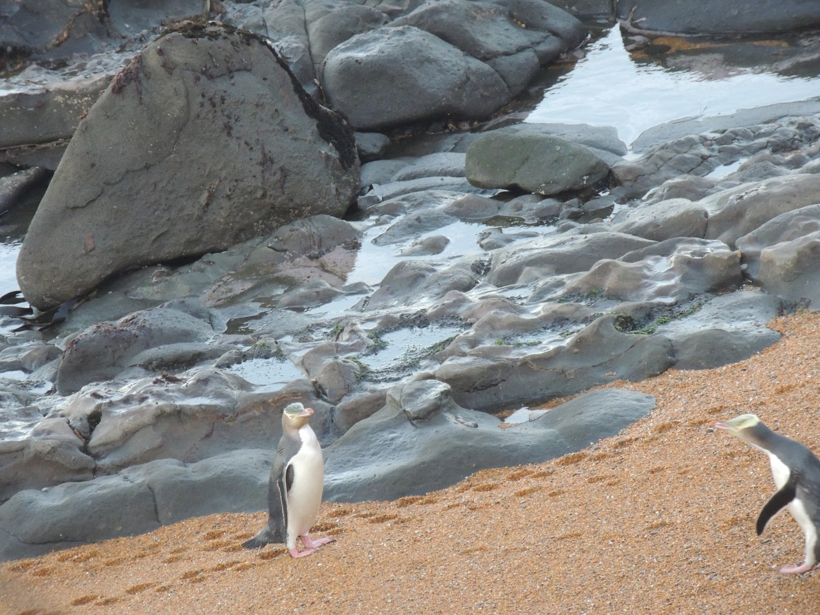 THE ROAD TAKEN : Hoiho: Yellow-Eyed Penguins