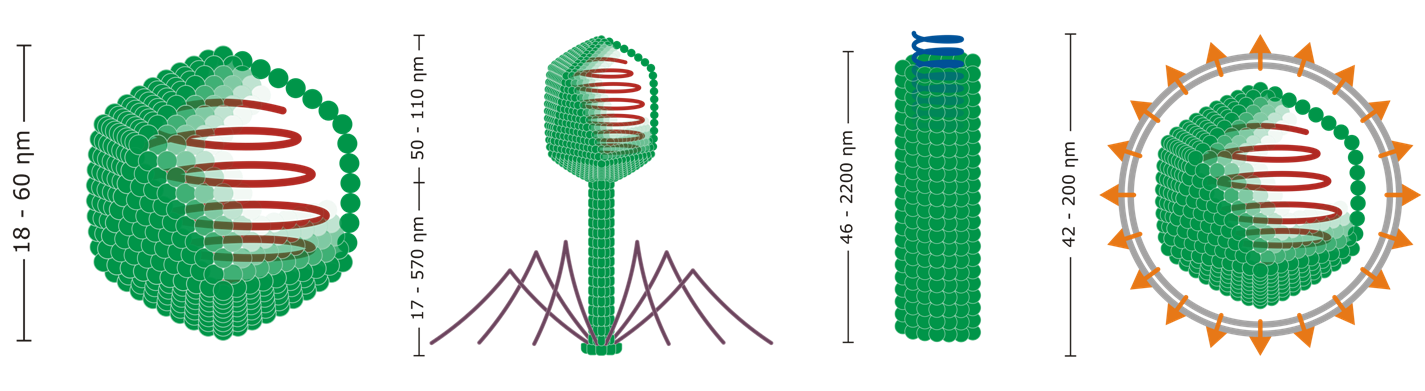 Med Questões: Vírus