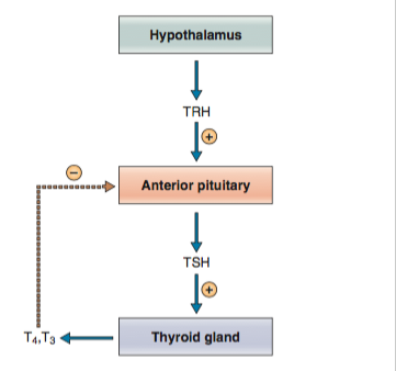 23 Jump Street MED SCHOOL: Diseases & Evaluation of the HPT Axis