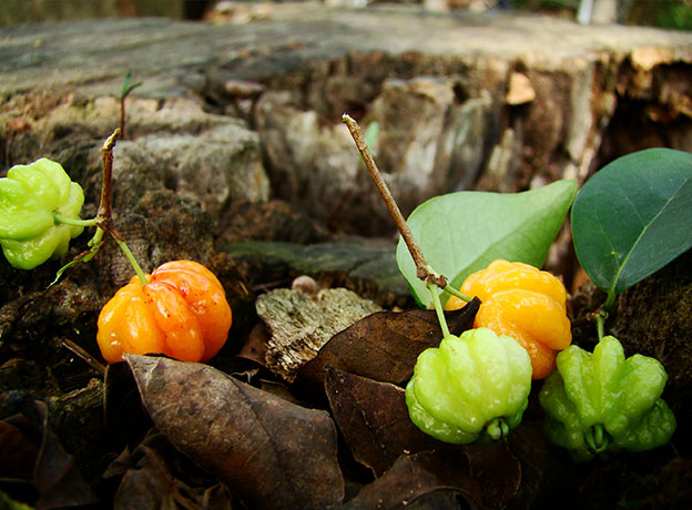 estilo gourmand: NATIVE AND DELICIOUS: The local berries of Rio de Janeiro