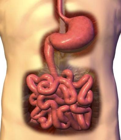 Petua Perut Kekal Sehat