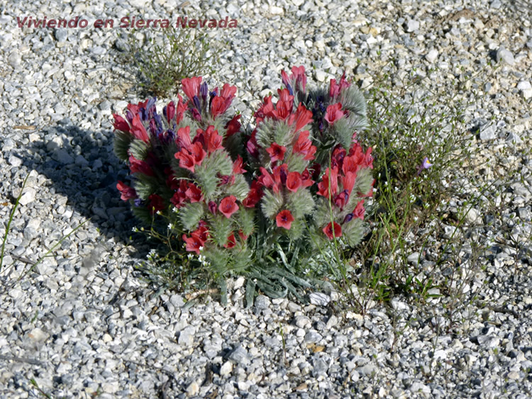 Viviendo en Sierra Nevada: Endemismo: Echium albicans