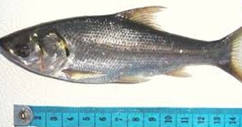 Ikan Motan (Thynnichthys Thynnoides); Klasifikasi, Morfologi, Habitat ...