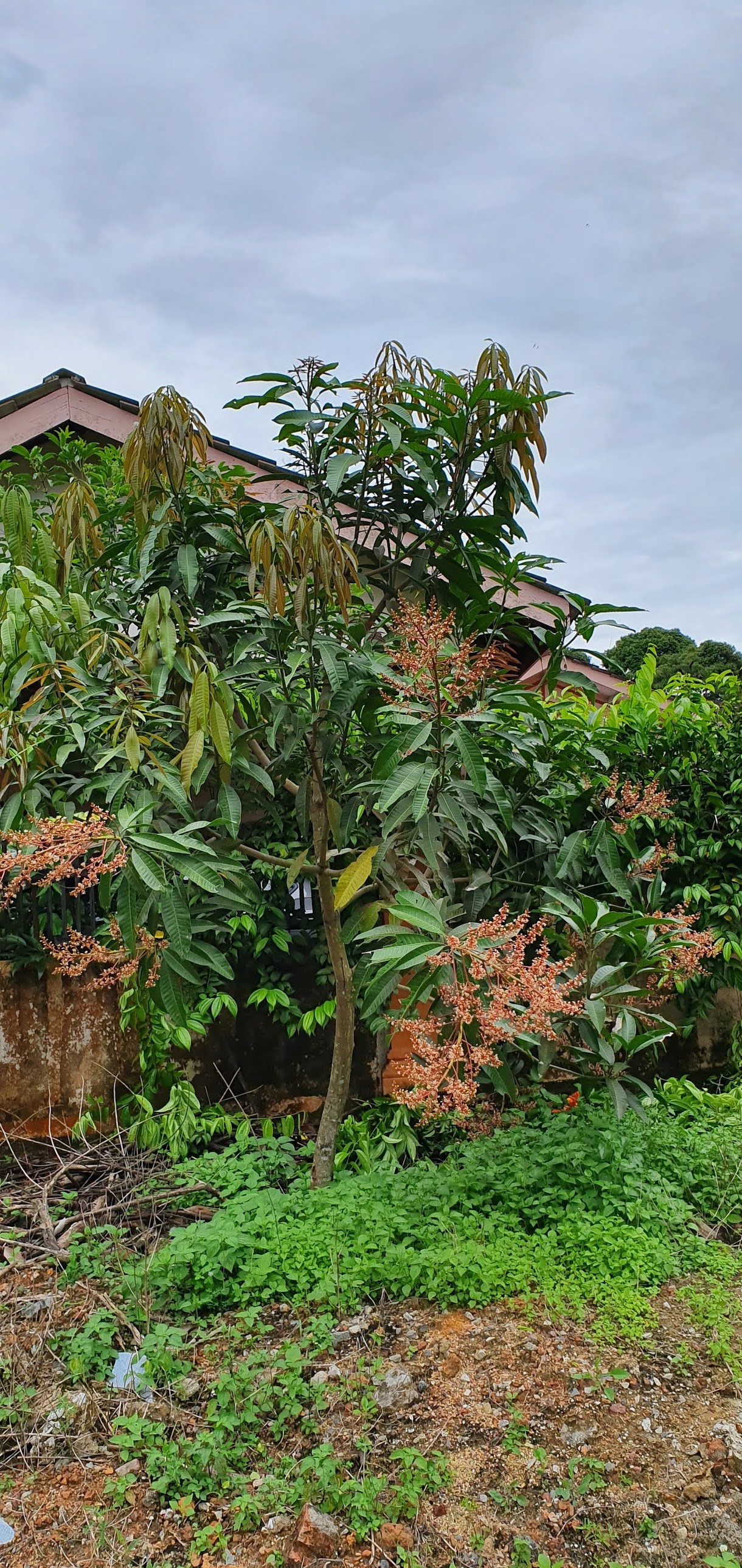 Warisan Petani: Kisah Buah Kuini