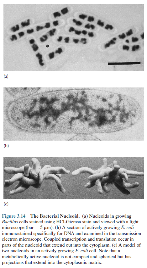 Microbiology Notes: Bacterial Cell Structure and Function