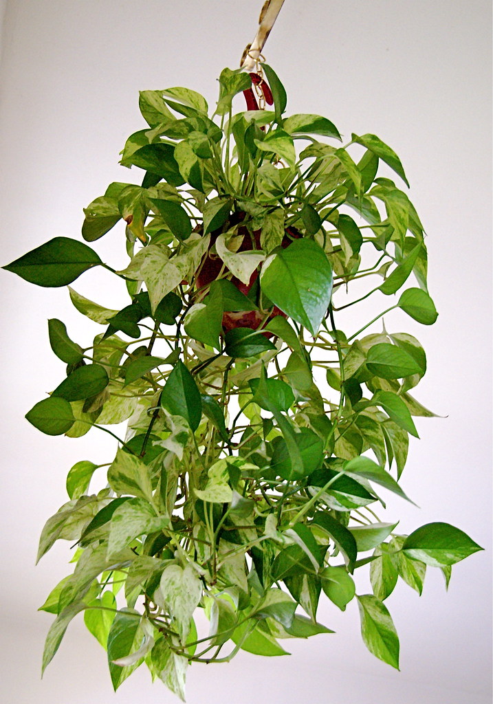 Pothos plant - Golden Pothos care and culture | Travaldo's blog