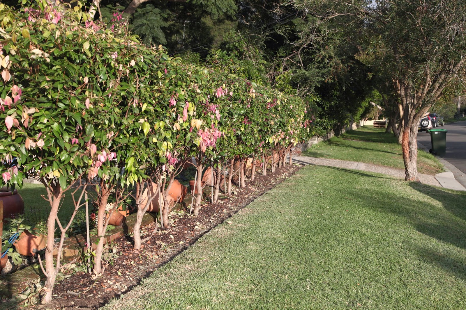 Gingerbread Tales: Lilly Pilly "Cascade"