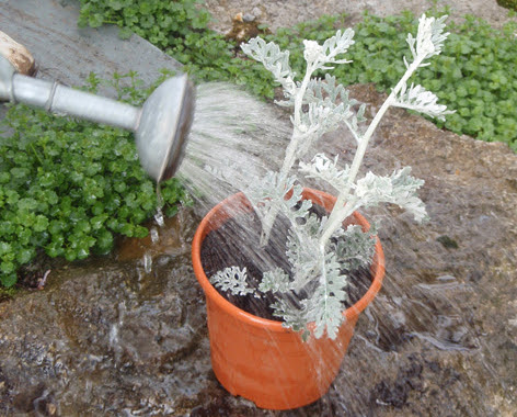 Glosario con imágenes de términos botánicos