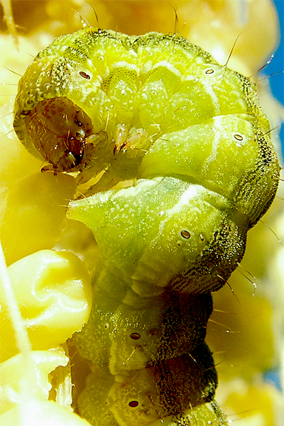 Focus on Nature: 02/01/2011 - 03/01/2011