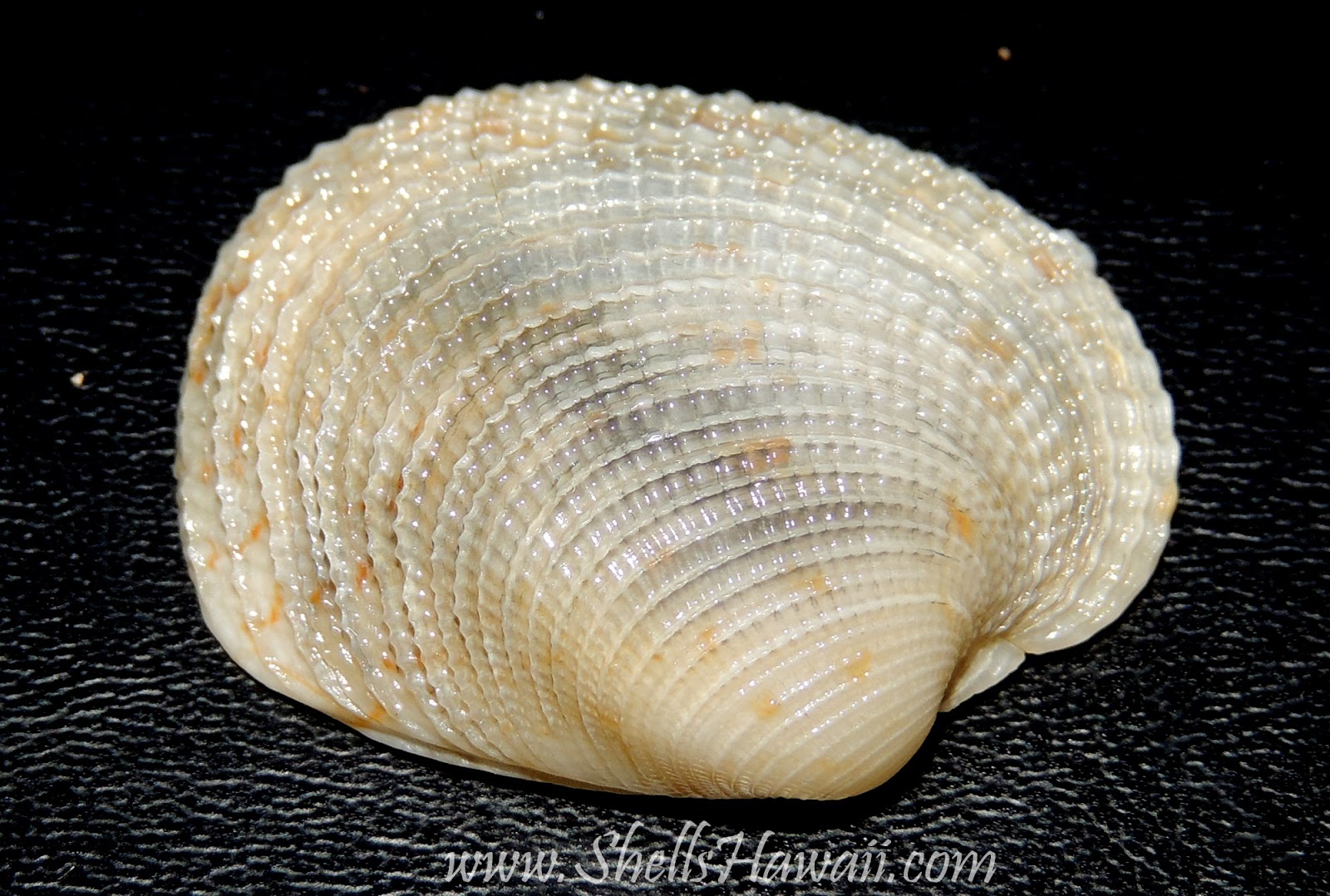 ShellsHawaii ...by Janjira: Hawaiian Seashells / Kauai shells