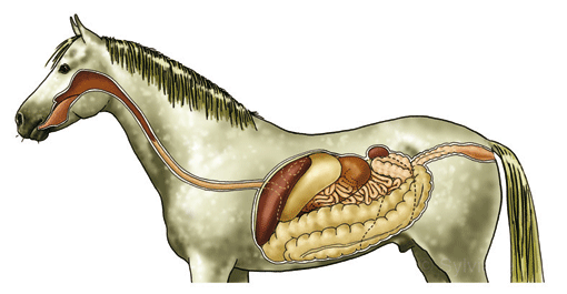 Tube Digestif Du Cheval | Schéma Estomac Cheval – VYJSBI