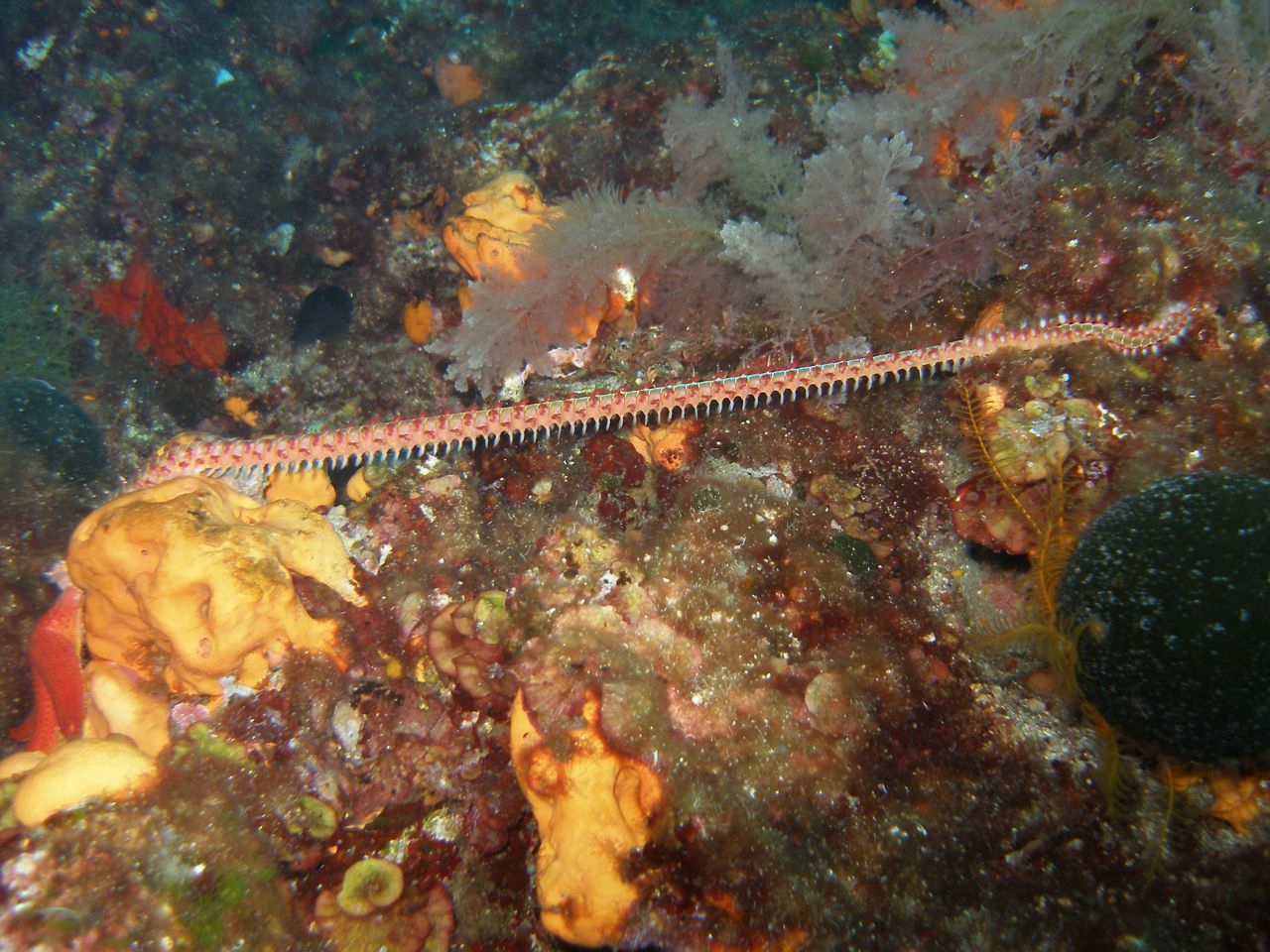 Eastern Mediterranean Inhabitants: Return of the fire worm!