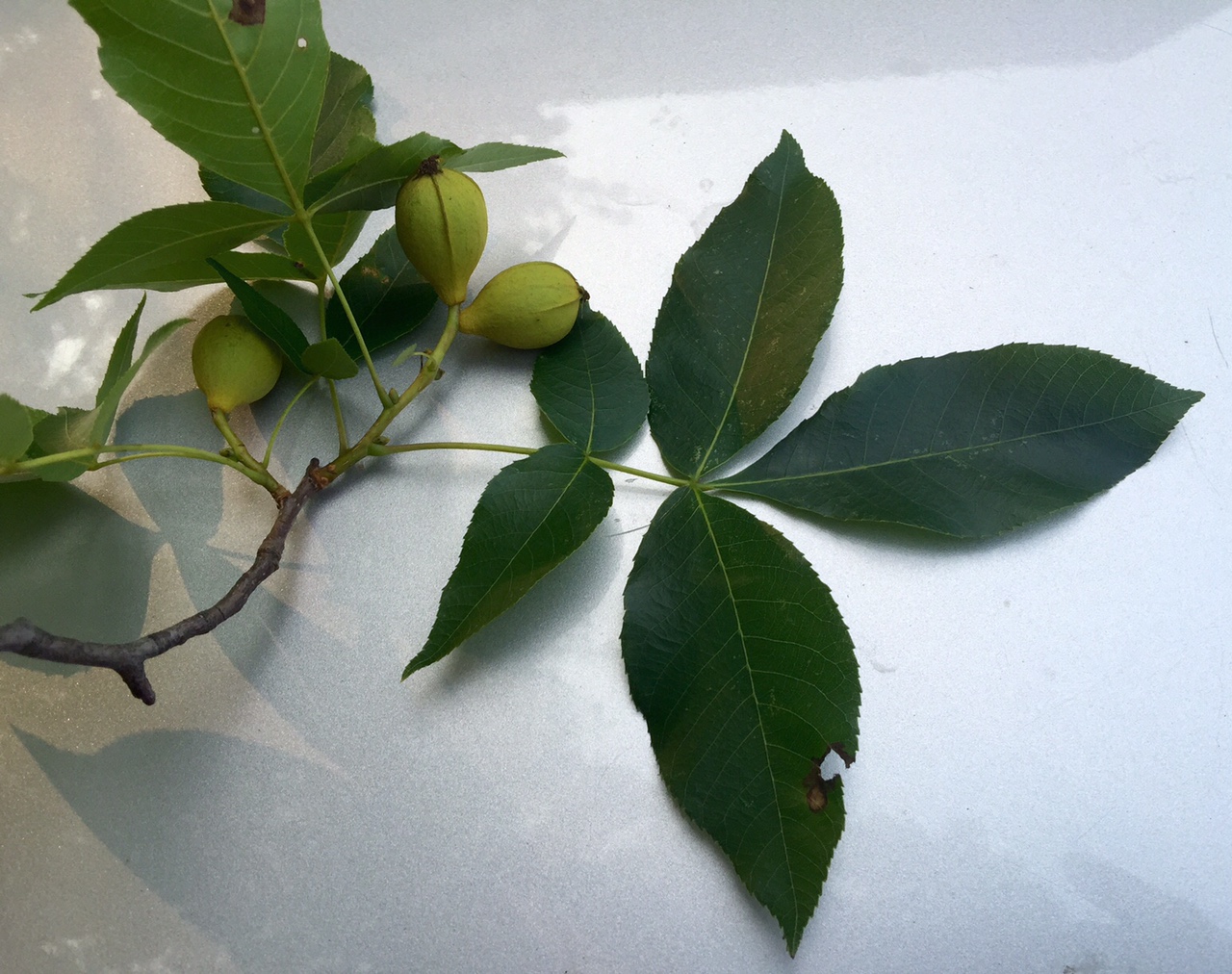Terrierman's Daily Dose: Pignut Hickory Terrierman's Daily Dose: Pignut Hickory