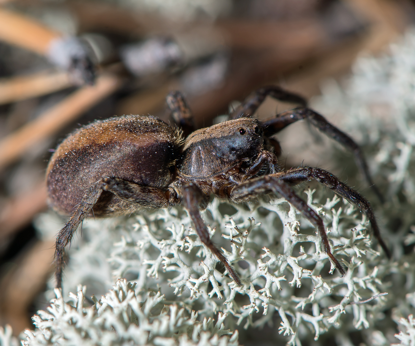 Bugging Saskatchewan: Wolf Spider - Alopecosa aculeata