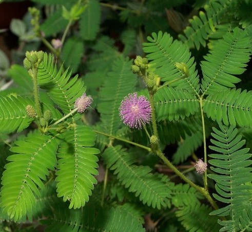 Khasiat Putri Malu - Tumbuhan Obat