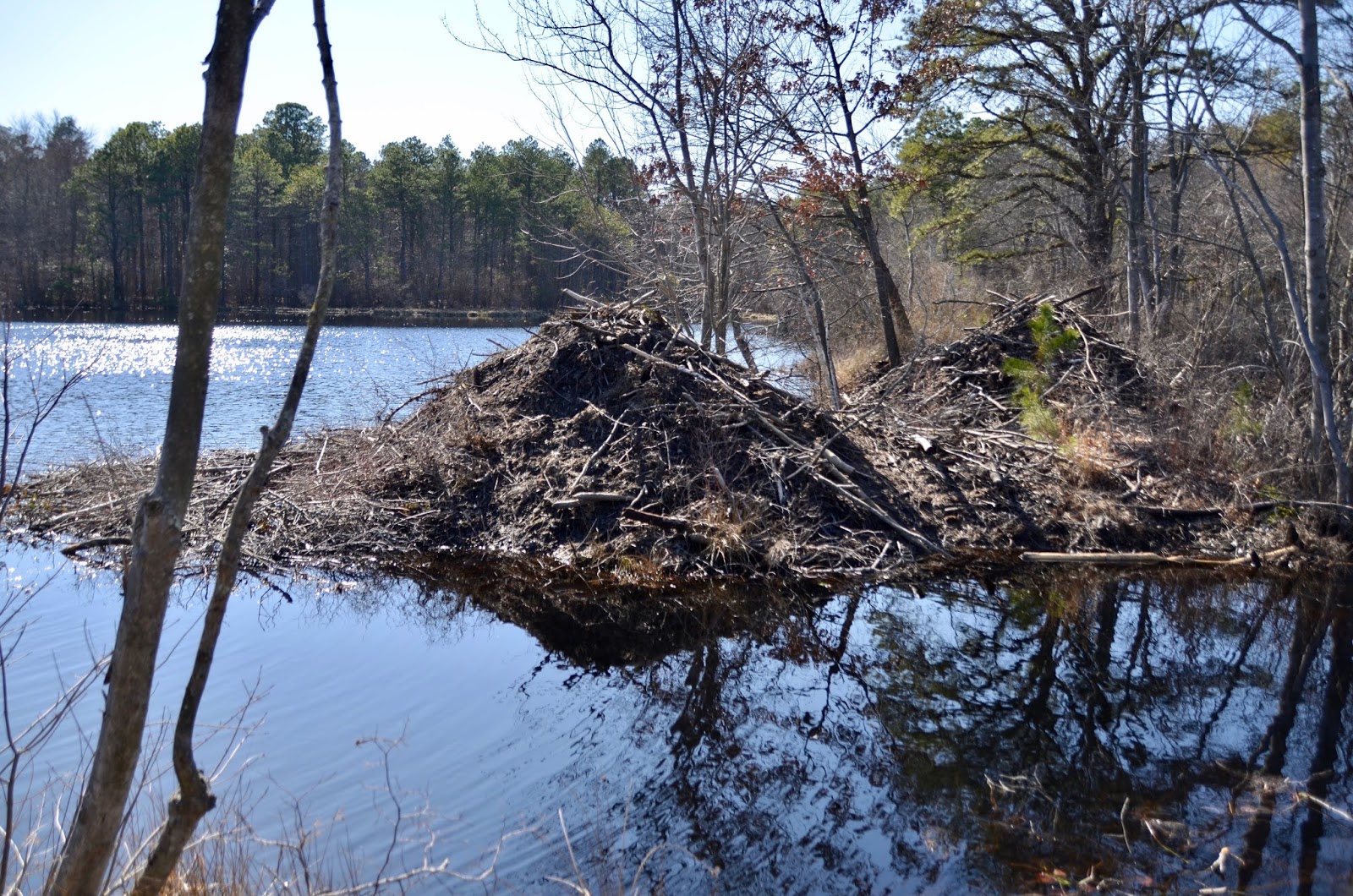 Urban Wildlife Guide: Beaver Dam