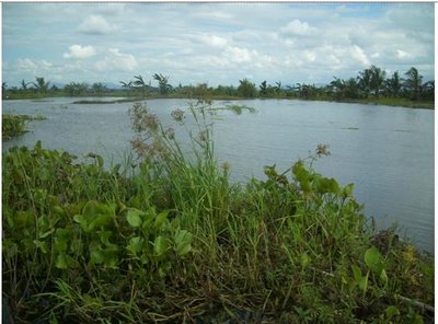 INDO-BOOR: Daerah Rawa