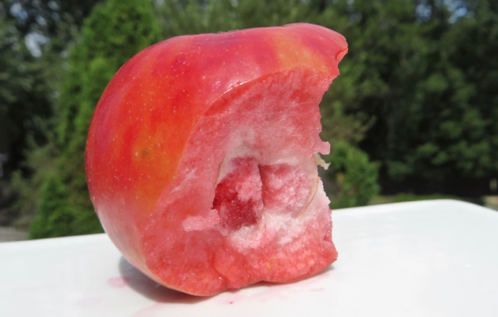 Scarlet Surprise (Bill's Red Flesh) * - Adam's Apples