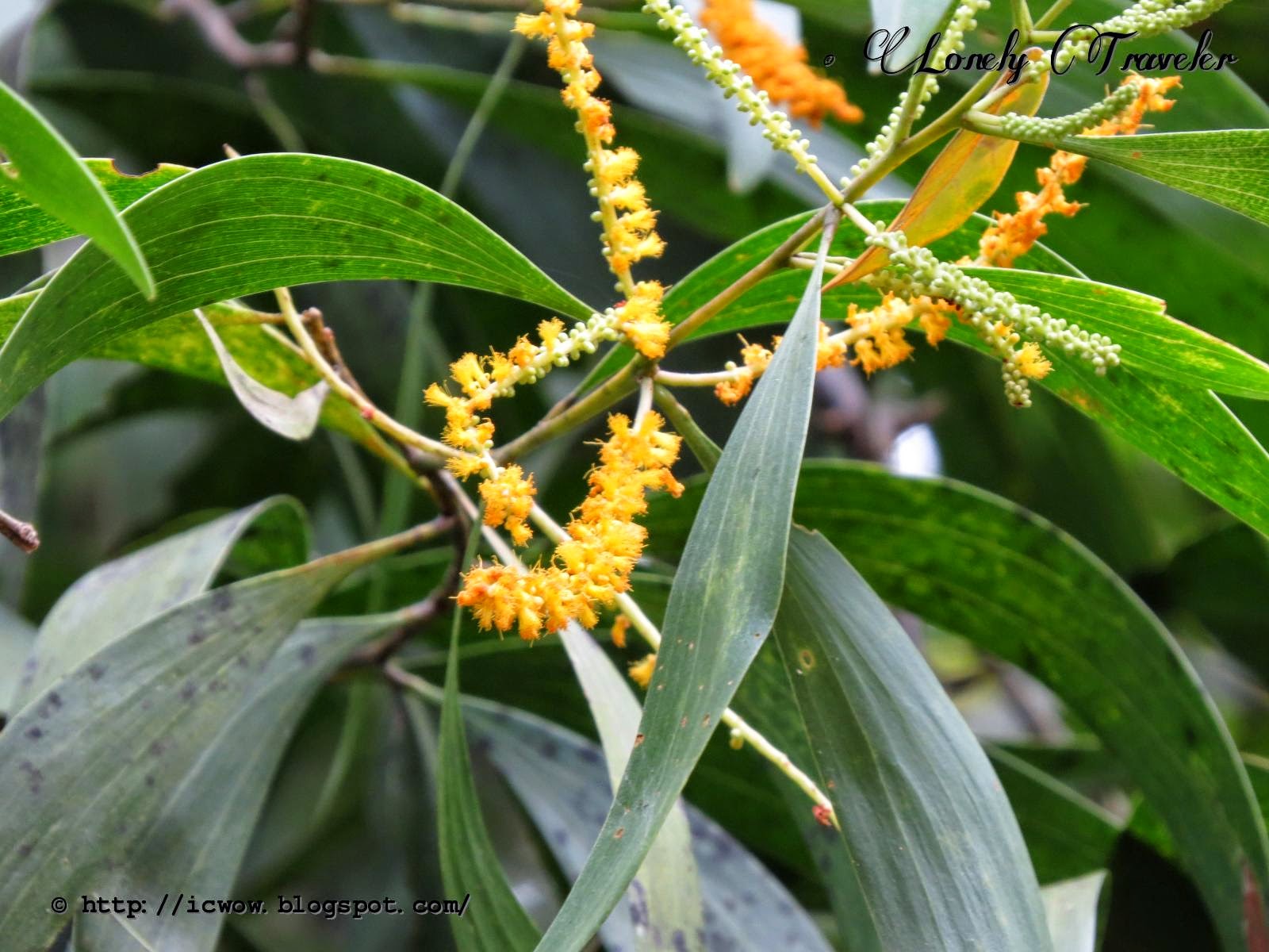 Acacia flower(আকাশমনি ফুল) - Acacia auriculiformis