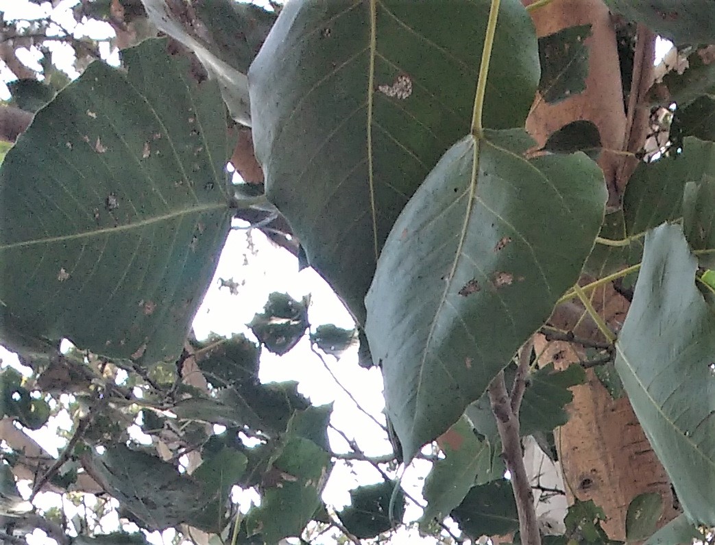 Footloose in India: Tree of Life or Tree of Enlightenment?